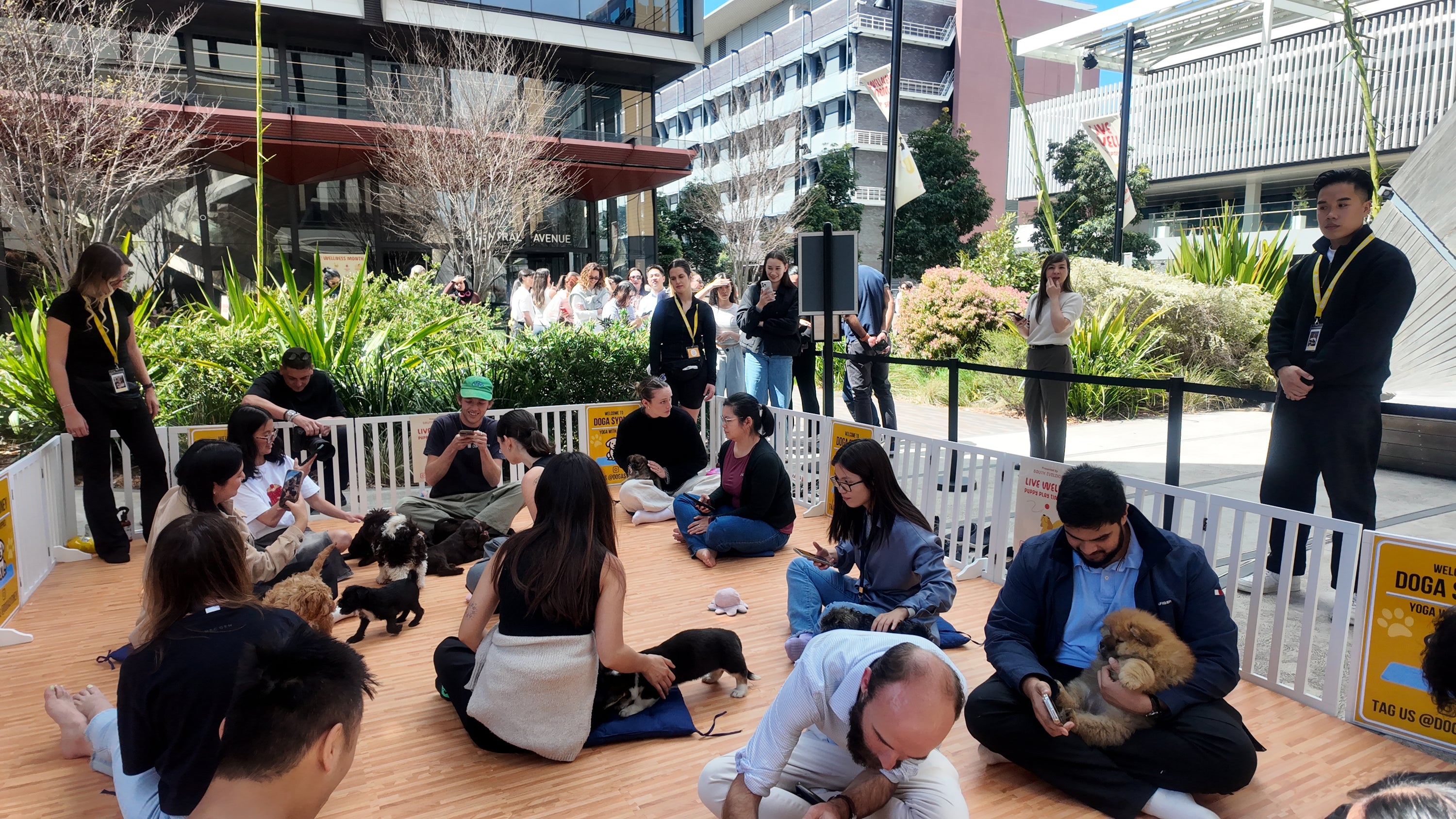 Puppy Yoga Sydney | Corporate | Celebrations | Dog Yoga | Doga Sydney